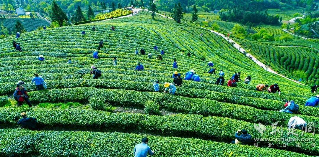 舌尖上的“Made in Yidu”秀出国际范儿-荆楚网-湖北日报网